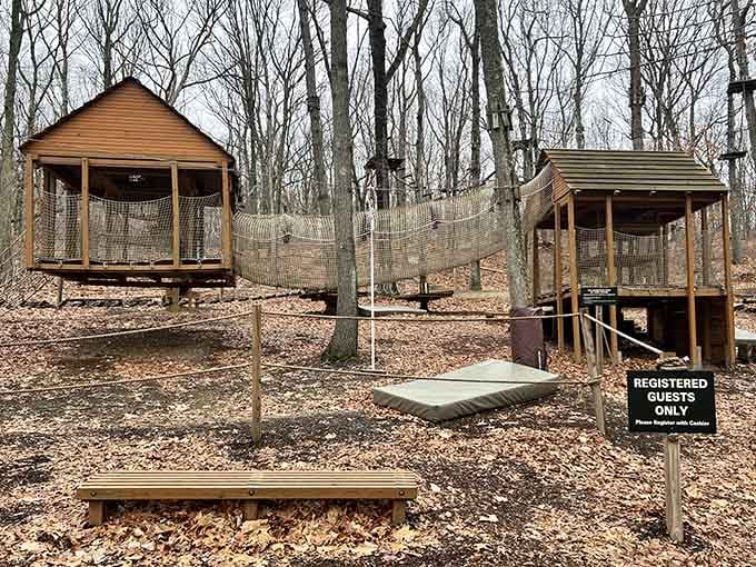 Even without the leaves, this forest still has plenty of tricks up its sleeve.