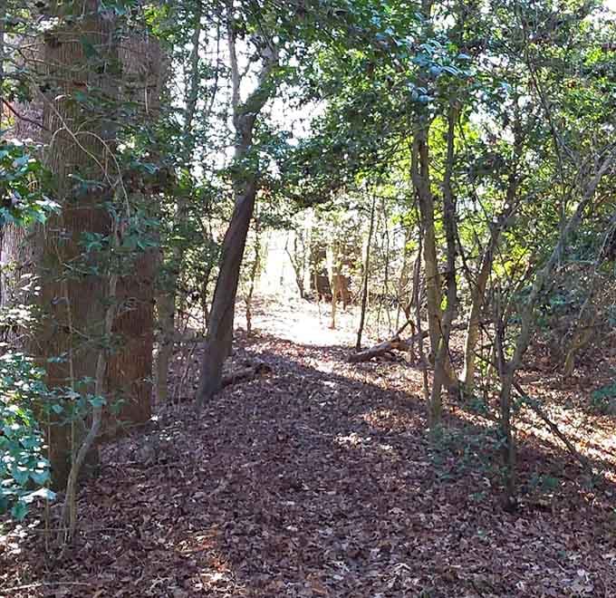 The path ahead curves gently, inviting you forward without demanding any heroic athletic feats from your knees.