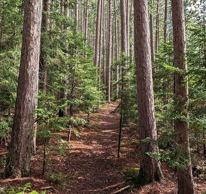 These pine-lined trails could double as a cathedral, where the only sermon you'll hear is birdsong and rustling leaves.