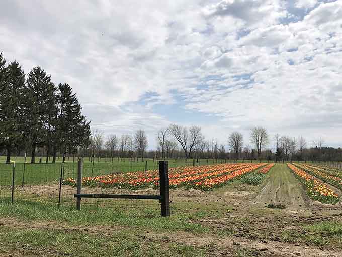 Orange tulips lined up in perfect rows, looking like they've been rehearsing all winter for this moment.