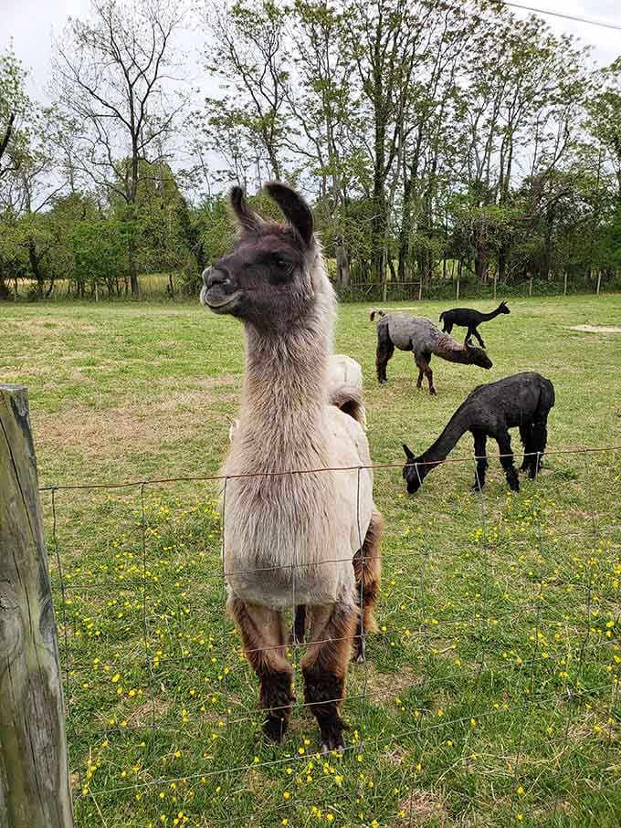 One alpaca stands tall at the fence while the herd grazes peacefully behind. Natural born showstopper.