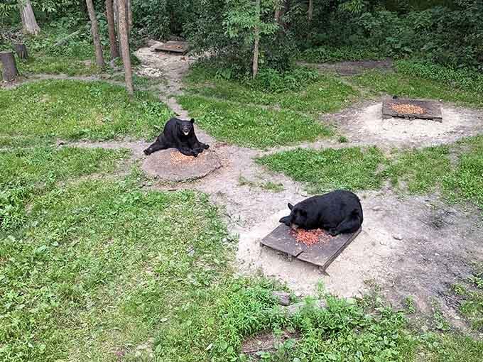 Two bears lounging at feeding stations like they've claimed the best seats at a very exclusive restaurant.