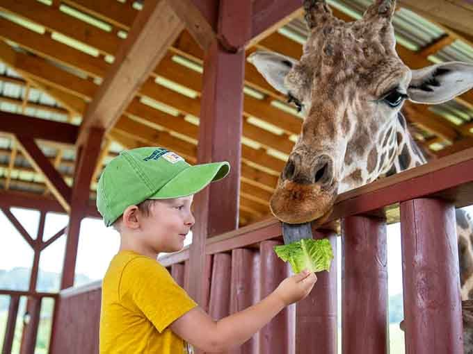 A giraffe accepts lettuce with the grace of royalty receiving tribute, that purple tongue working like nature's finest utensil.