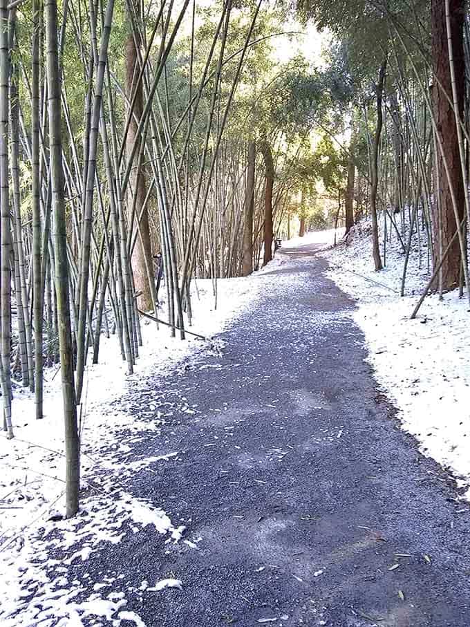 Snow dusting a bamboo forest in Alabama. Yes, Alabama. The state that keeps surprising you when you least expect it.