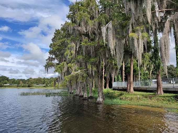 Cypress trees draped in moss, leaning over still water. This is Florida before anyone tried to sell it to you.