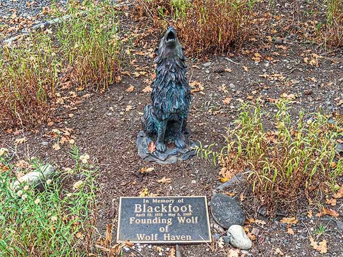 The memorial garden honors Blackfoot, a founding wolf whose legacy continues to inspire conservation efforts and touch countless hearts.
