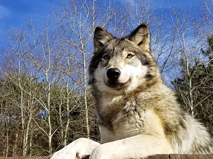Regal, calm, and completely unbothered, this grey wolf has the energy of someone who never checks email.