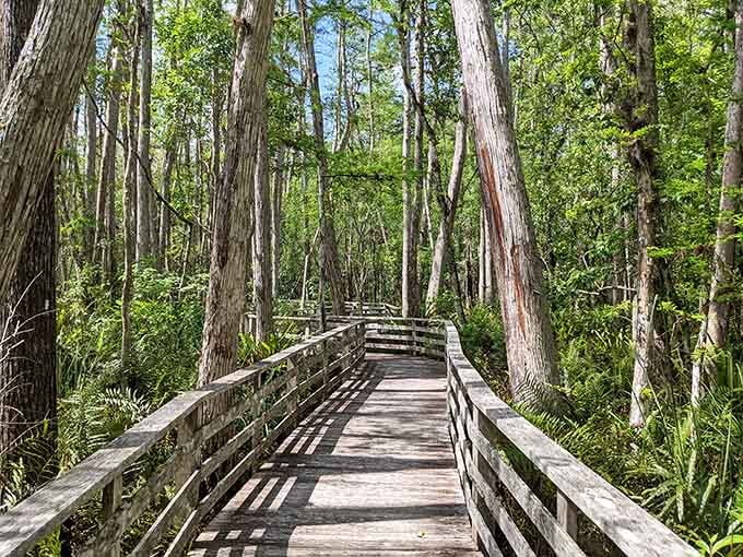 This boardwalk through ancient cypress trees feels less like a nature walk and more like stepping into a living cathedral of green.