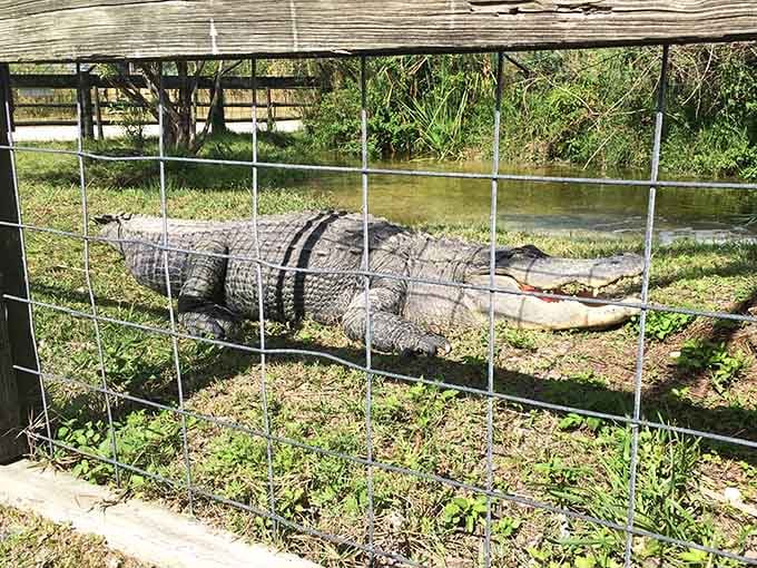 Ancient armored reptiles lounging poolside like retirees in lawn chairs&mdash;alligators invented the art of doing absolutely nothing.