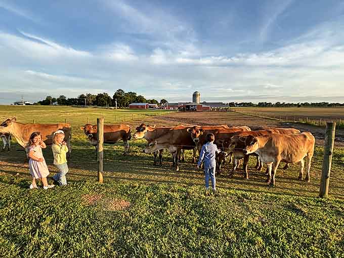 Golden hour, gentle Jersey cows, and three kids discovering that farms are the best classroom on earth.