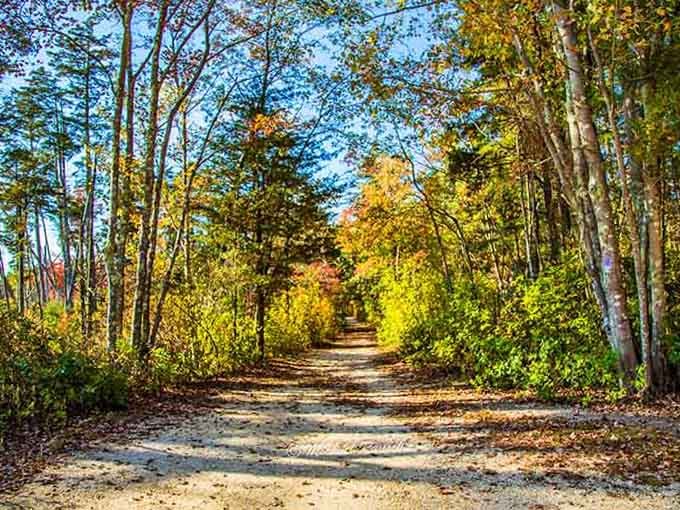 Nature's own tunnel of gold, this sandy trail through Double Trouble glows like autumn magic.