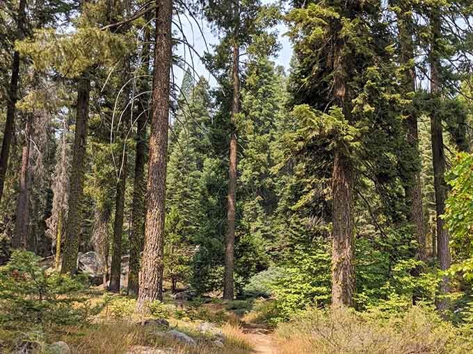 This quiet trail winds through the woods like a secret passage to a time before smartphones and traffic.