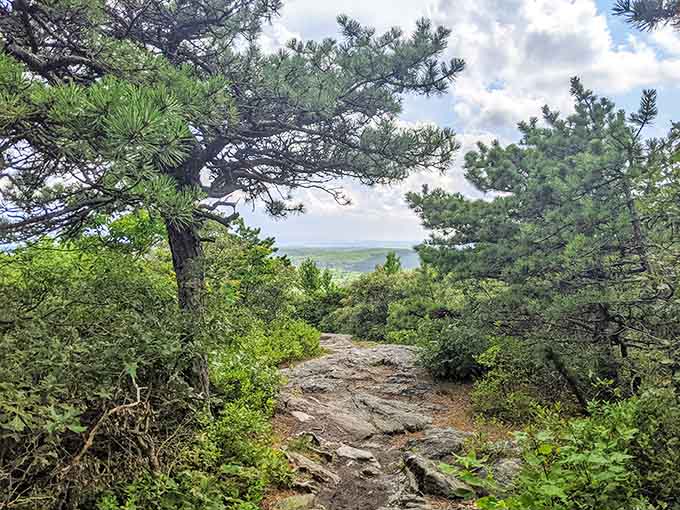 Rocky trail, twisted pines, and a distant horizon peeking through — the summit is practically whispering your name.