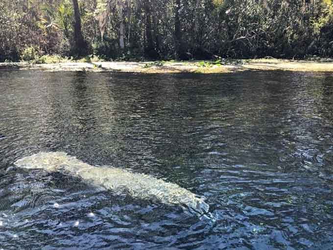 That distinctive paddle-tail silhouette gliding through dark water proves manatees are nature's most graceful underwater dancers despite their size.