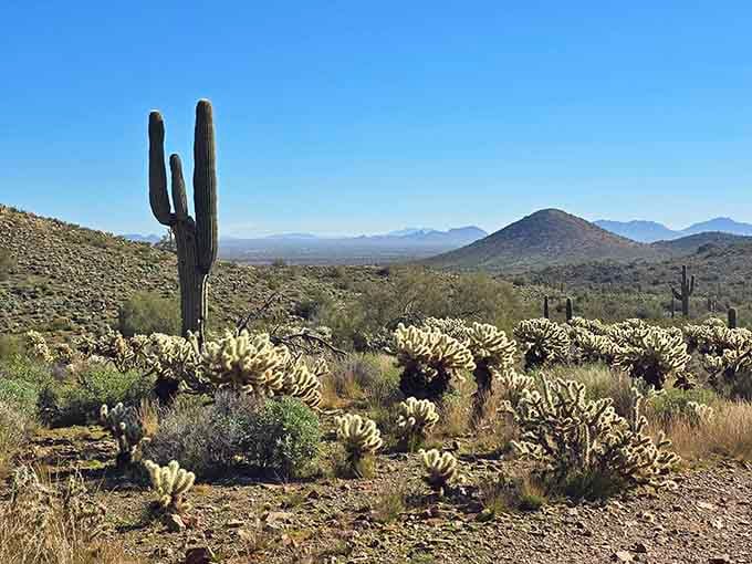 A lone saguaro surveys miles of cholla-dotted wilderness, standing sentinel like it's been doing for generations.