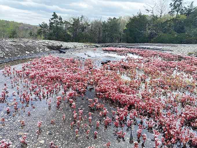 Delicate pink diamorpha blooming across the wet granite at 40 Acre Rock is wildflower magic hiding in plain sight.