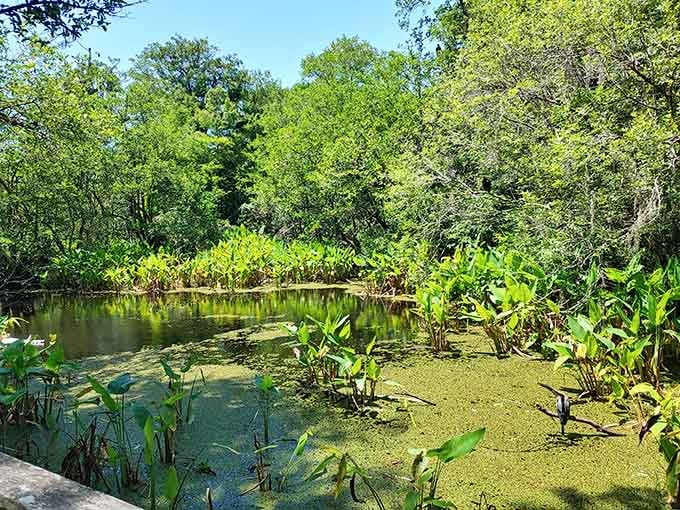 Still, dark water blanketed in duckweed and surrounded by lush vegetation &mdash; Corkscrew Swamp is Florida's wild, untamed heart on full display.