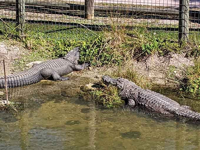 Multiple gators sharing the shallows peacefully, because even prehistoric predators understand the value of good neighbors and personal space.