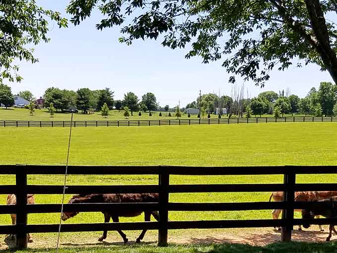 Dappled shade, black fences stretching to the horizon, and horses strolling past like they're on a very leisurely afternoon commute.