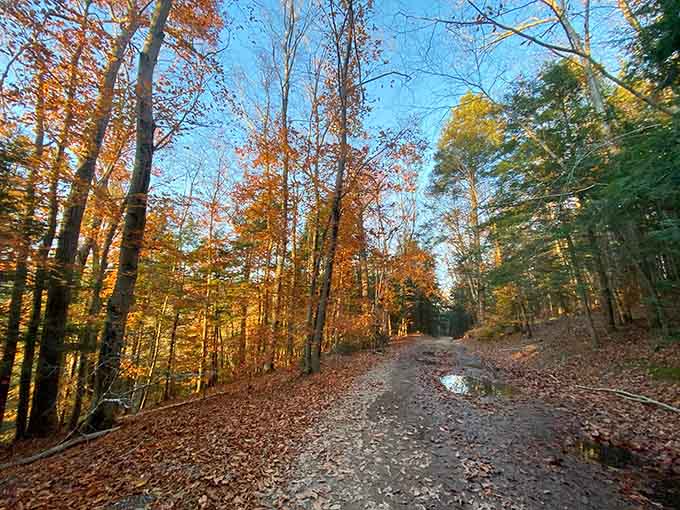 Blazing orange and red foliage lines Gulf Road like nature decided to throw its most spectacular farewell party ever.