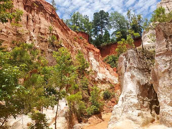 Walking between these towering clay walls feels like exploring another planet without leaving Georgia's red dirt behind.