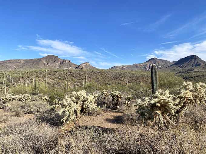 Mountains frame the horizon while desert plants carpet the foreground in nature's perfectly composed landscape painting.