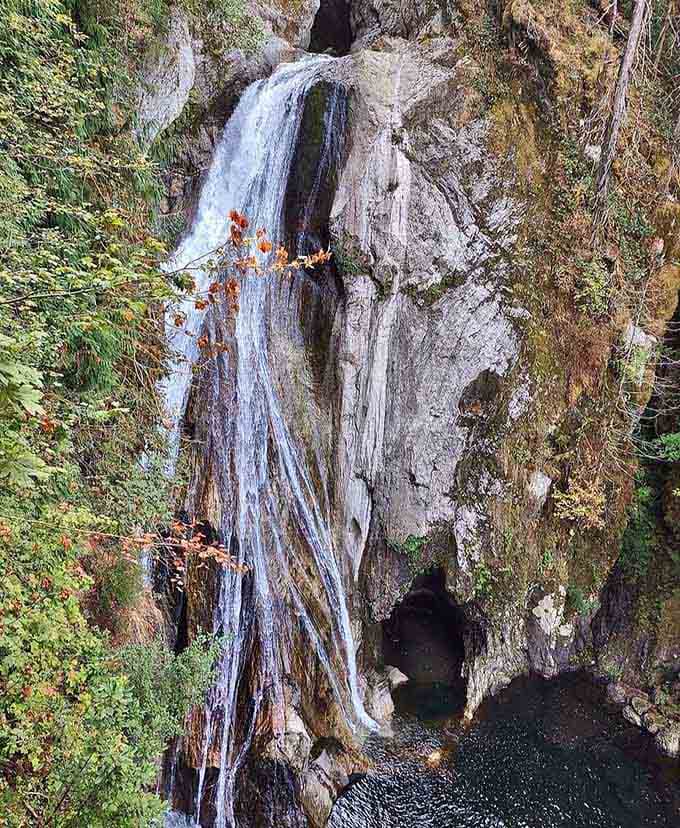 Forest shadows embrace the cascade where water tumbles over layered rock into a crystal-clear mountain stream below.