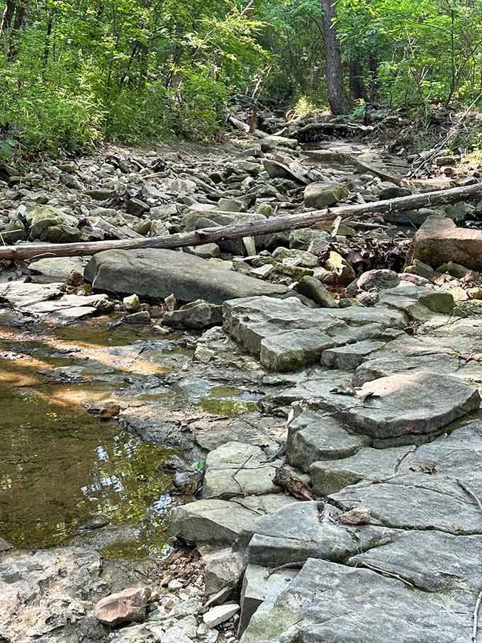 Rocky, root-crossed, and gloriously untamed, this White River Valley trail section is pure Ozark honesty underfoot.