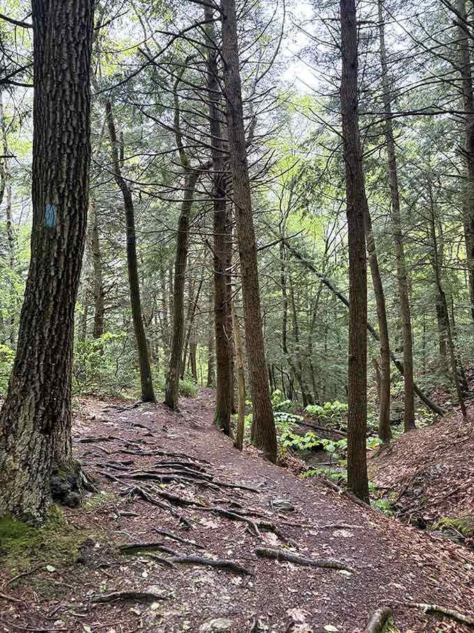 When the forest closes in like this, you half expect to stumble upon a fairy tale or at least a really good nap spot.