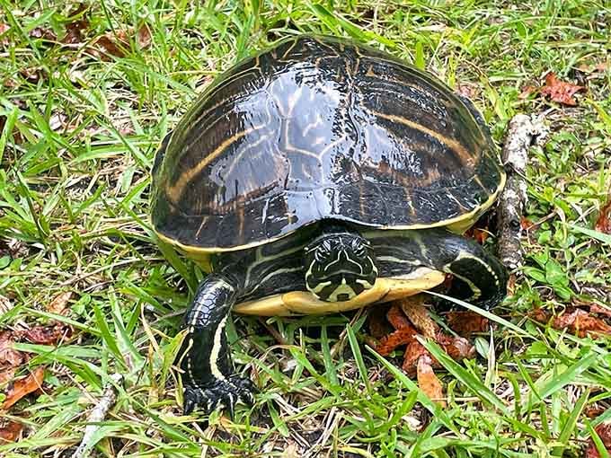 A Florida cooter turtle making his rounds like he owns the place. Spoiler alert: he kind of does.