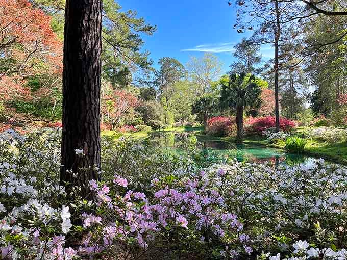 Soft lavender and white azaleas framing a still pond. Nature showing off, and honestly, good for it.