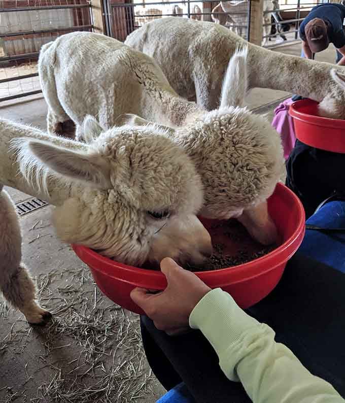 Feeding time brings out the enthusiastic crowd, all vying for attention from those red buckets.