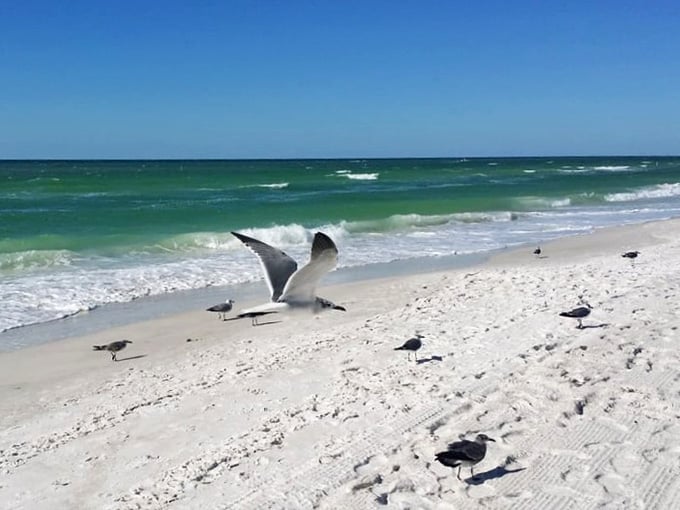 A seagull mid-takeoff against emerald Gulf waves and sugar-white sand. Even the birds here know they've landed somewhere special.