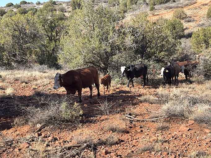 Even the local cattle seem unbothered by the scenery. Must be nice to live here full time.