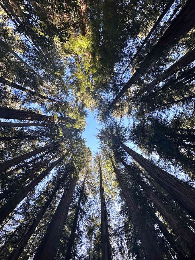 Tilt your head back, lose your hat, and suddenly understand why people drive hours just to look straight up.