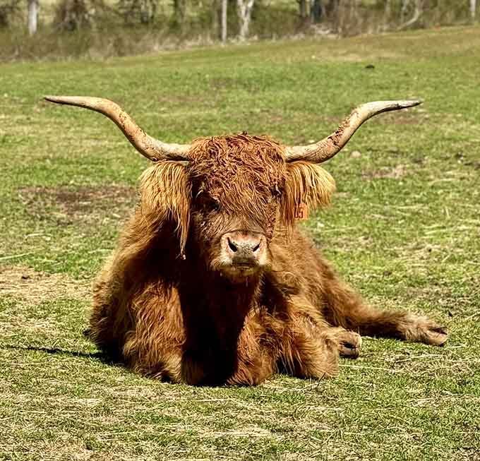This Highland cow has the hair of a rock star and the energy of someone who just woke up.