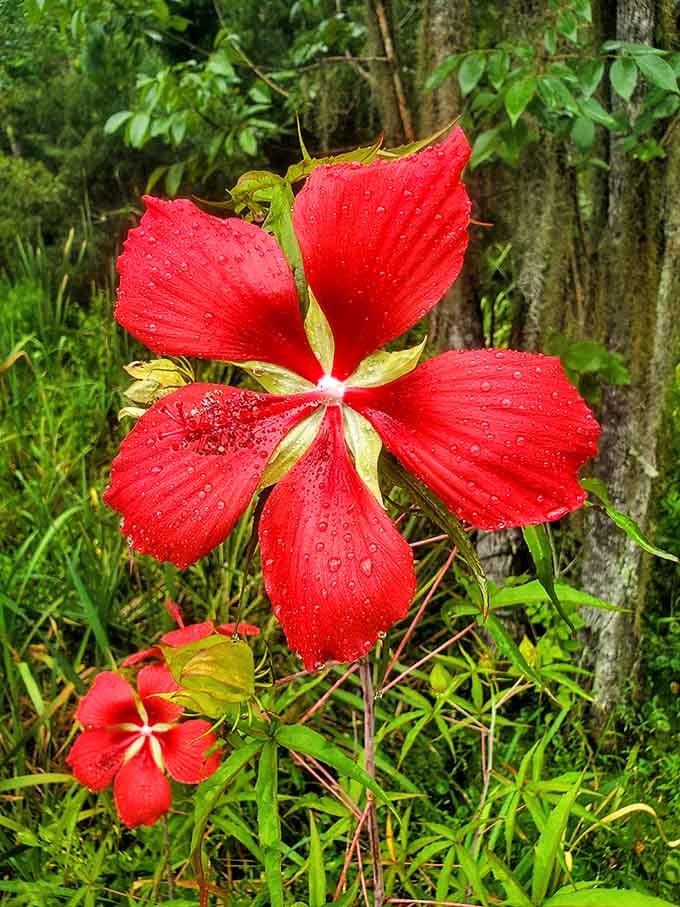 A scarlet swamp hibiscus blooming after the rain, proof that the swamp has its own version of fine art.