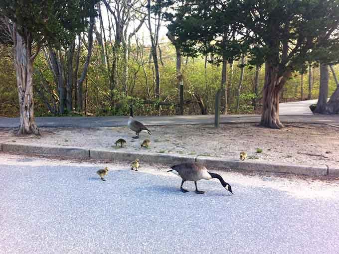 Canada geese crossing the parking lot like they own the place, because honestly, they kind of do.