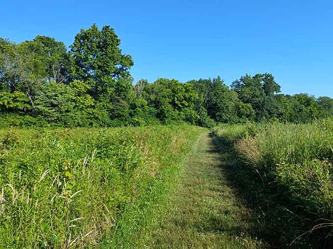 Nature's own pathway invites wanderers to explore trails where wildflowers outnumber the worries you left behind.