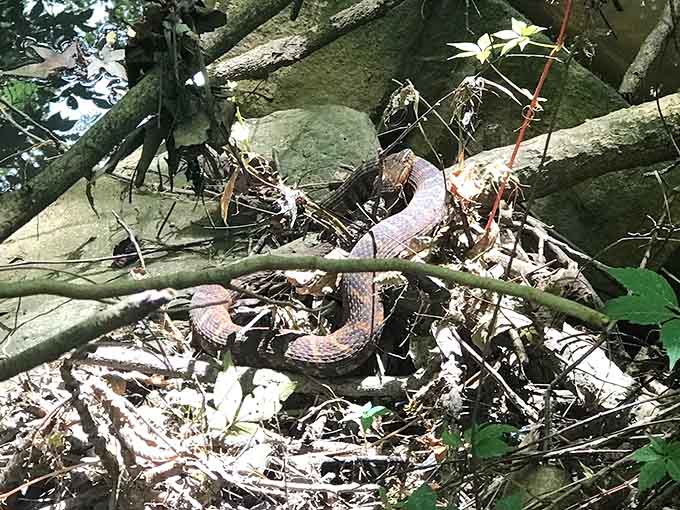 Surprise! A snake coiled among the rocks and branches proves the preserve's wildlife doesn't wait for an invitation.