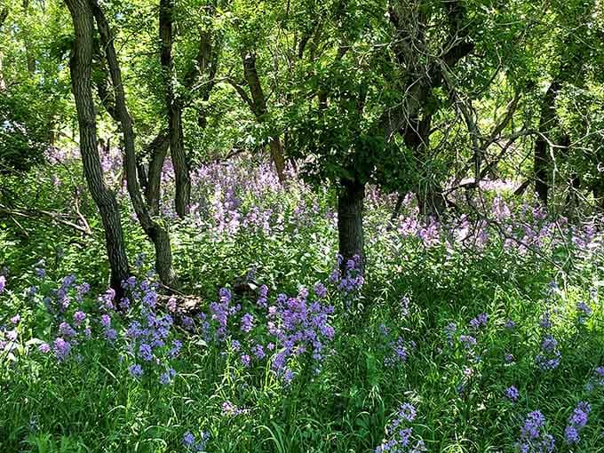 Purple wildflowers carpeting the forest floor like nature decided to redecorate and absolutely nailed it.