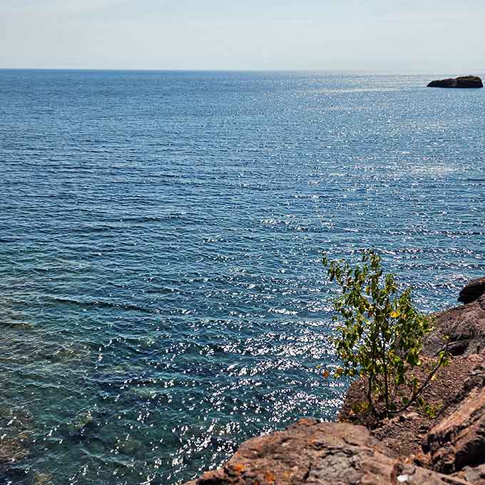 A lone sapling clings to ancient red rock while Lake Superior sparkles endlessly toward the horizon.