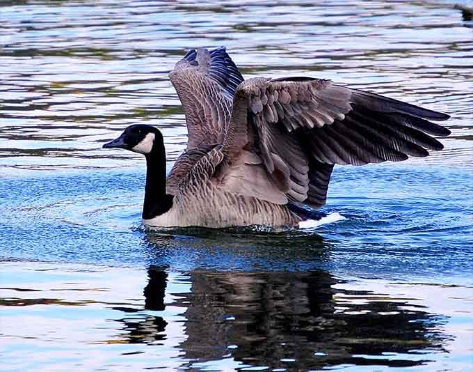 A Canada goose spreads its wings on Little Seneca Lake, reminding you who actually owns this place.