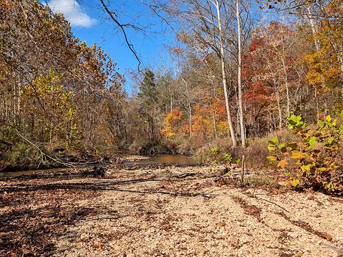 Autumn arrives at Blue Springs Creek like a painter who finally got the commission of a lifetime.