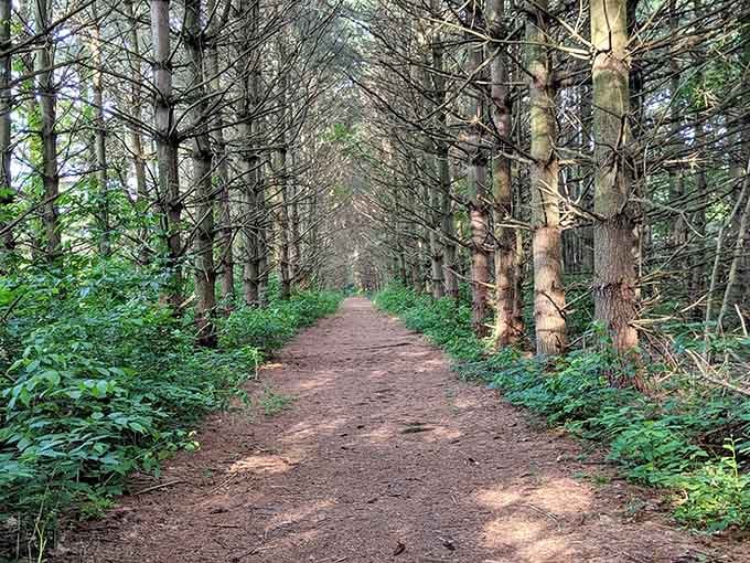 A trail lined with tall pines so perfectly spaced, it looks like nature hired a very talented interior designer.