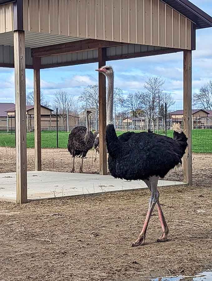The ostrich didn't ask for your opinion, and frankly, it doesn't need it. Magnificent creature.
