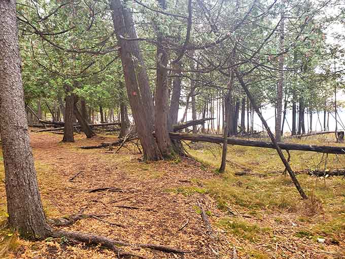 Fallen logs and tangled branches add a touch of rugged wilderness to this deeply forested and peaceful hiking trail.