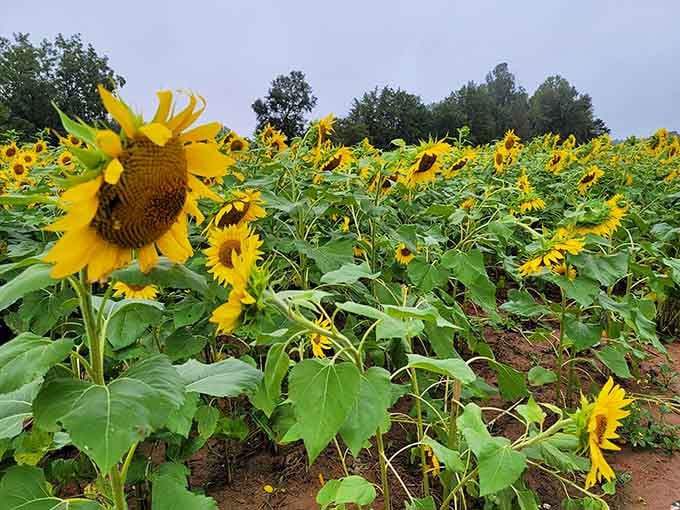 Even on a cloudy day, these sunflowers refuse to dim. That's the kind of attitude we all need on a Monday.