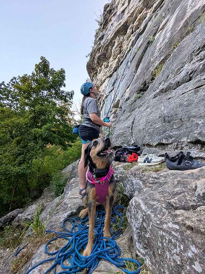 Even the dog knows this is the good life: climbing rocks, breathing fresh air, living the dream.