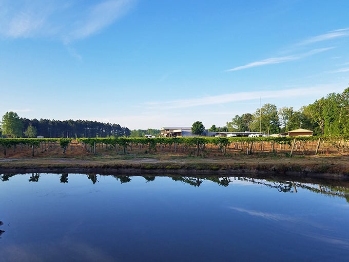 That mirror-perfect reflection makes you wonder if the pond is showing off for the vineyard behind it.